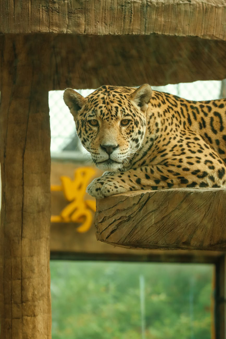 Why Every Animal Matters: A Personal Reflection on Compassion and ...